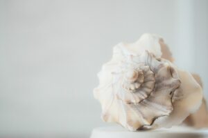 What is Shankh, How to Blow & It"s Benefits According to Astrology